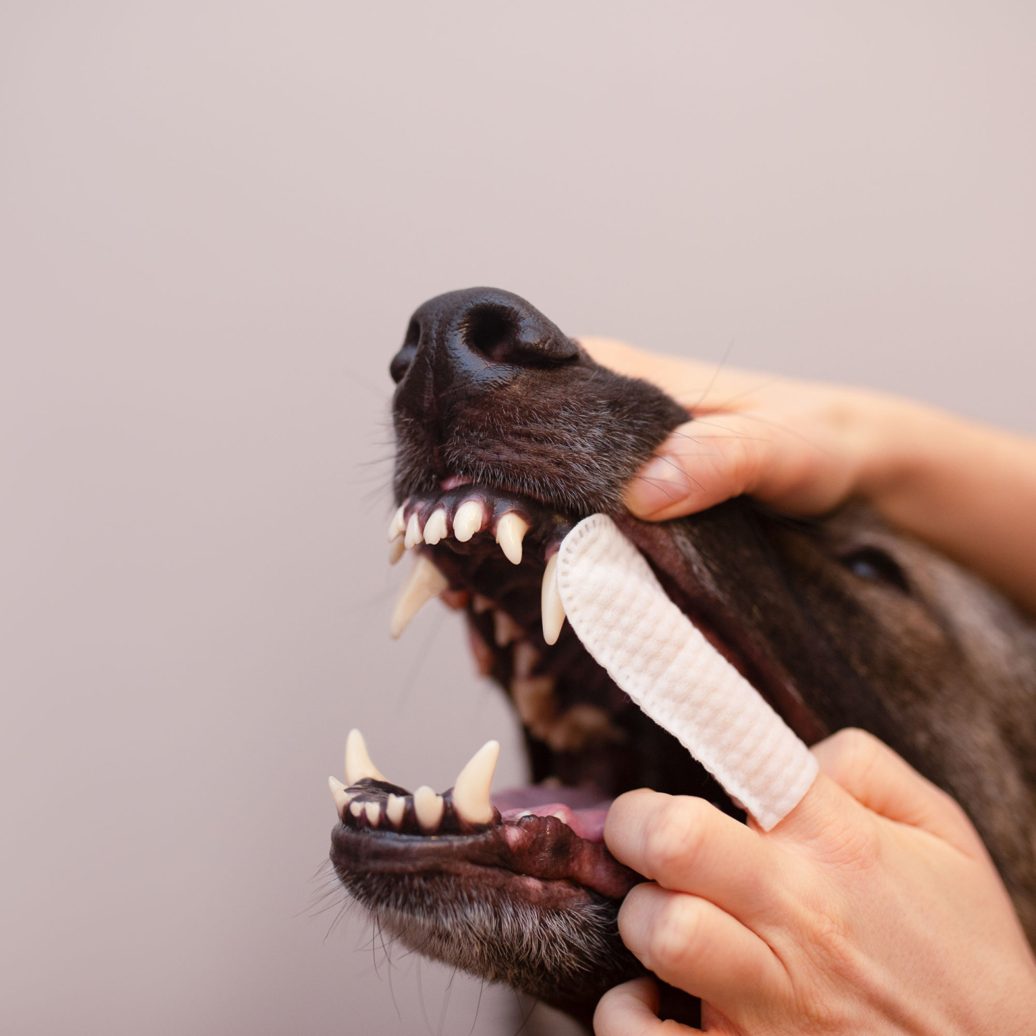 VET EXPERT CARYODENT® FINGER WIPES - czyściki do zębów dla psa i kota ...