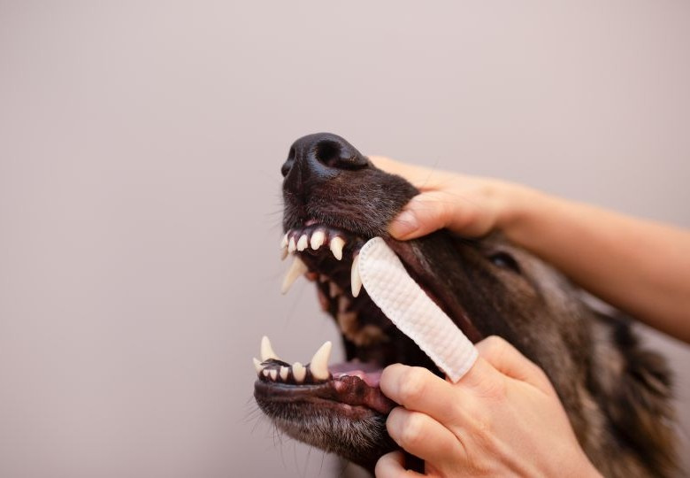 Dbaj o higienę jamy ustnej psa i kota! Przeczytaj w jaki sposób czyścić ...